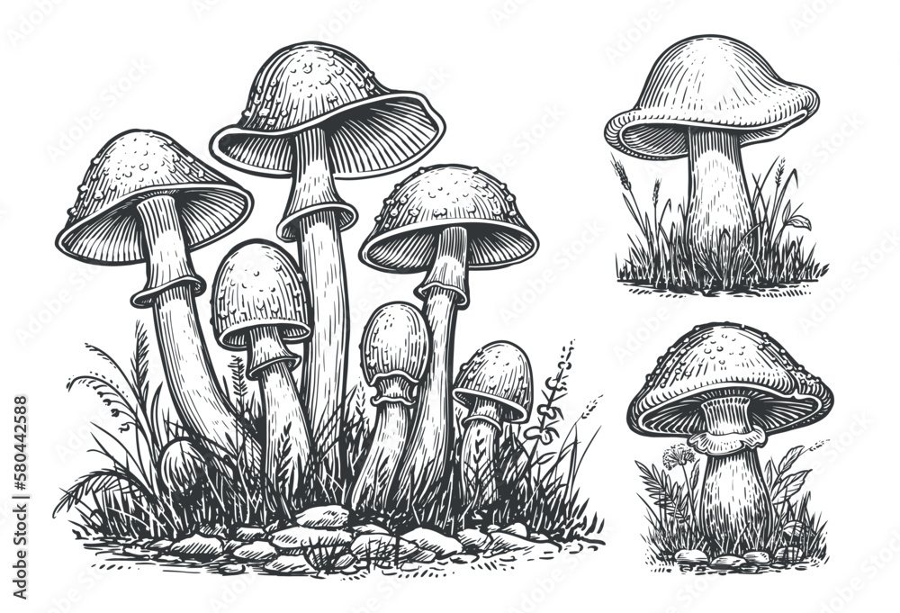 Mushrooms set. Hand drawn growing mushroom, mycelium in vintage ...