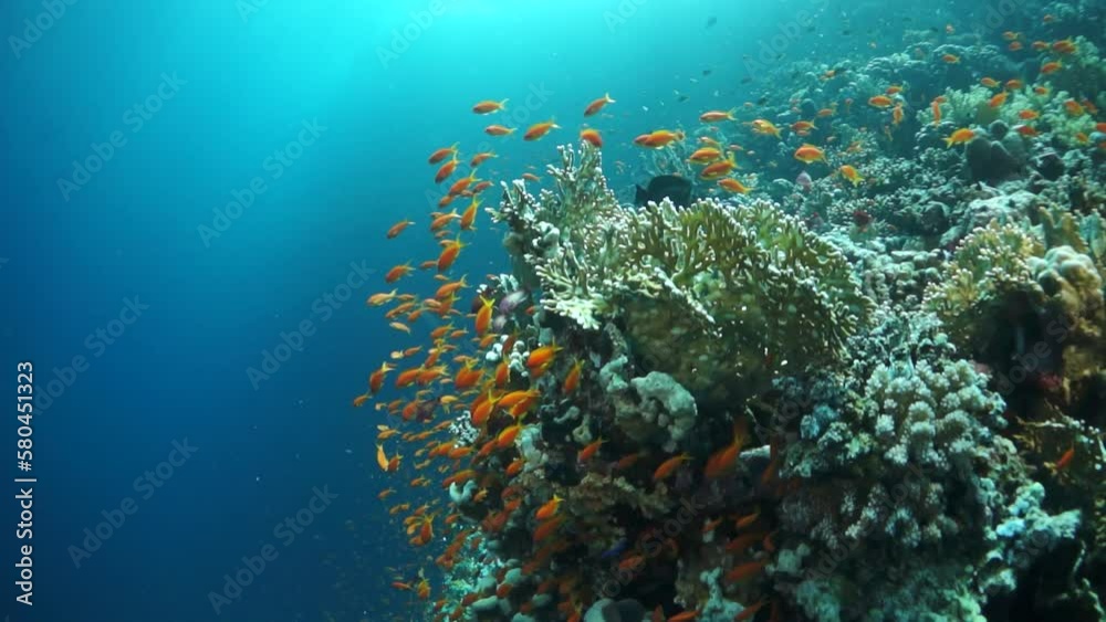 Take deep dive into stunning world of coral reefs and fish in slow ...