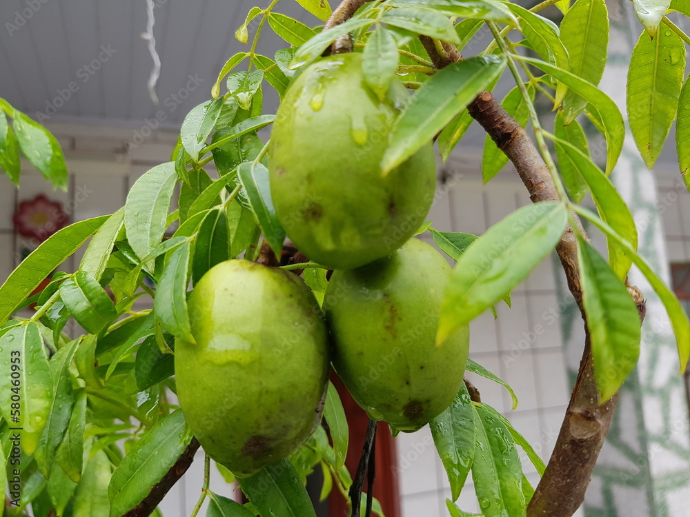 Spondias dulcis (syn. Spondias cytherea), known commonly as ambarella ...