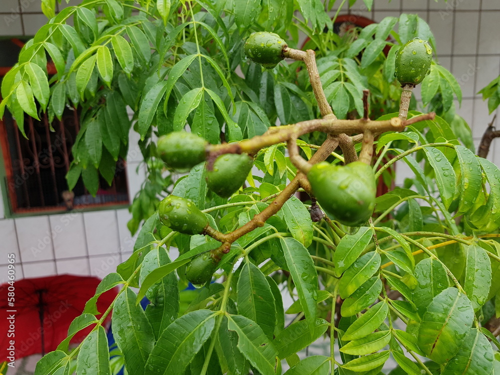 Spondias dulcis (syn. Spondias cytherea), known commonly as ambarella ...