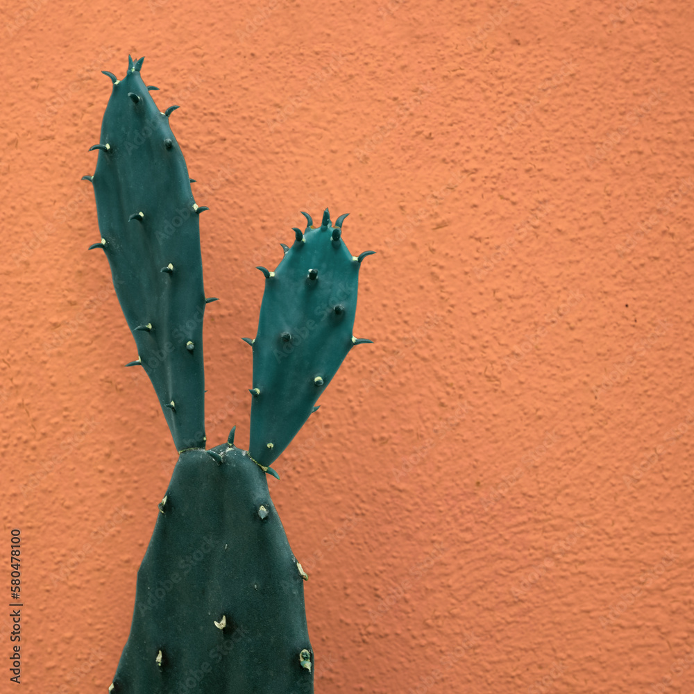 Green eared cactus as rabbit on orange plaster wall background. Natural ...