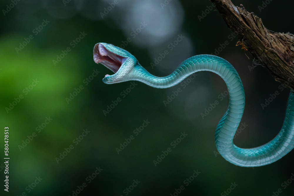 Angry blue white lipped Island pit viper snake Trimeresurus insularis ...