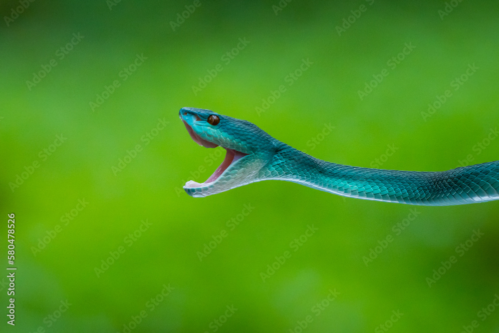 Angry blue white lipped Island pit viper snake Trimeresurus insularis ...