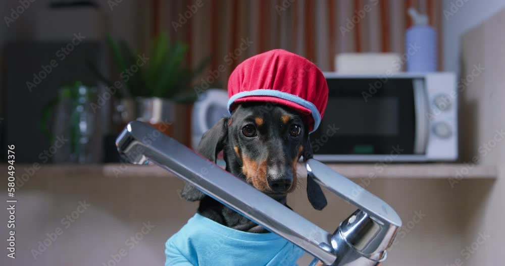 Domestic dog works as professional plumber with prepared tools and ...