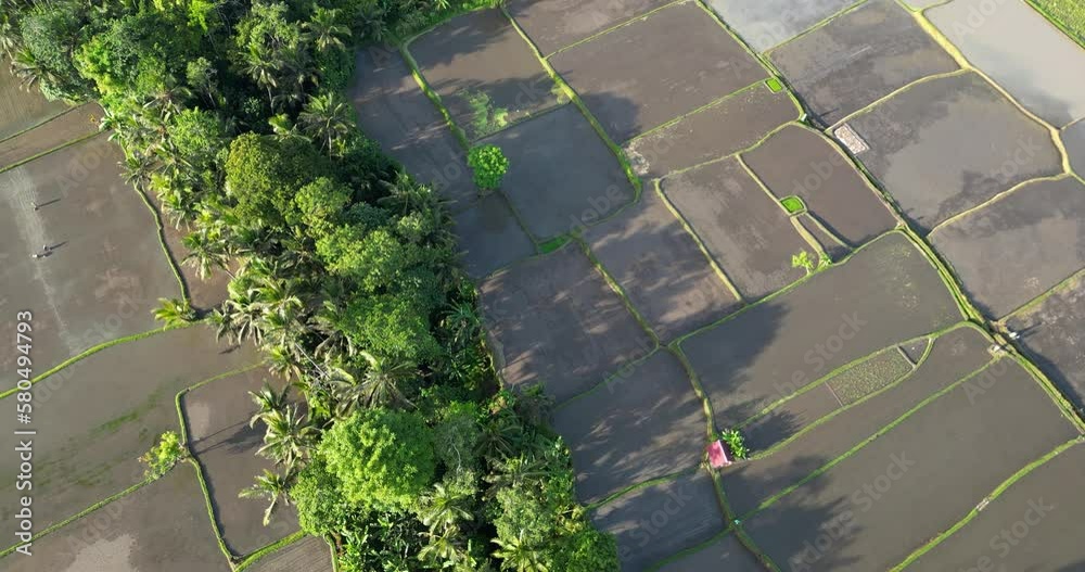 Water landscape of rice growing on fields of agricultural farm at ...