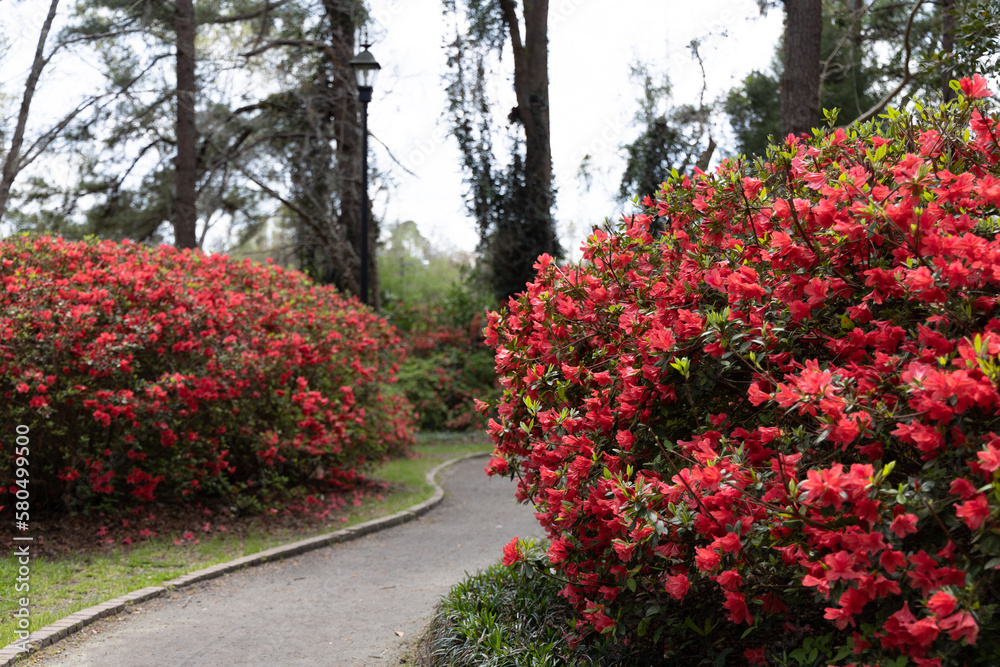 Walking Path in between flowers in Azalea Park in Downtown Summerville ...