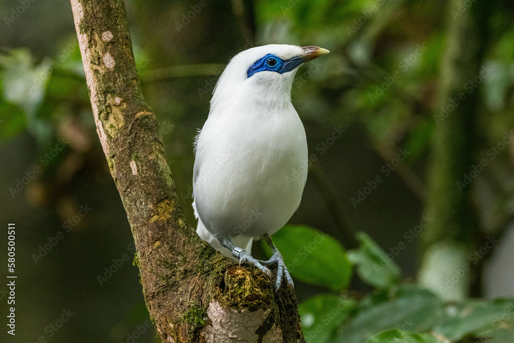 The Bali myna (Leucopsar rothschildi), also known as Rothschild's mynah ...