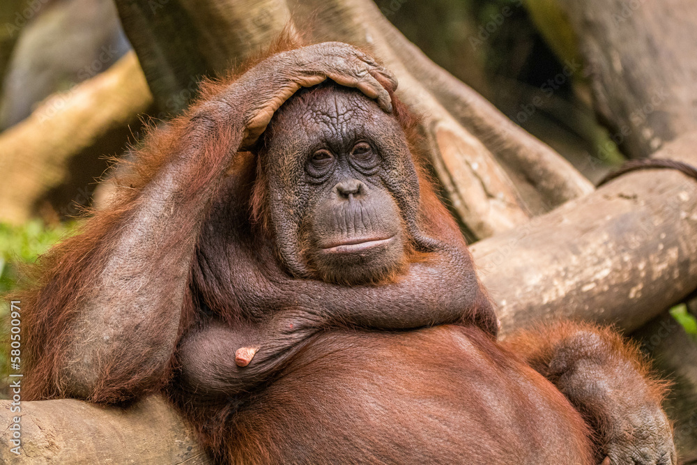 The Sumatran orangutan (Pongo abelii) is one of the three species of ...