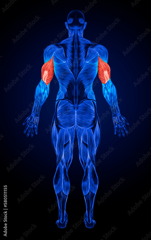 Triceps Anatomy Muscles X-ray Stock Illustration | Adobe Stock