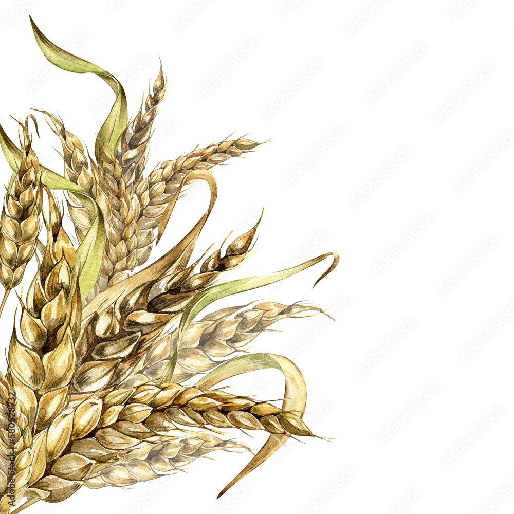 Board of wheat ear, barley watercolor illustration isolated on white ...