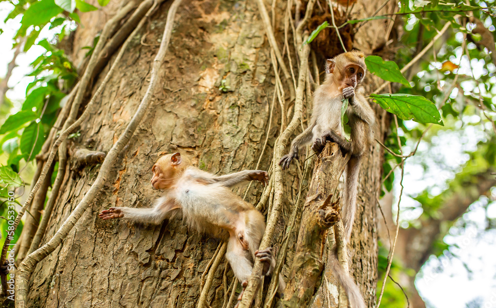 Monkeys in nature in the jungle of Thailand. A flock of monkeys in the ...