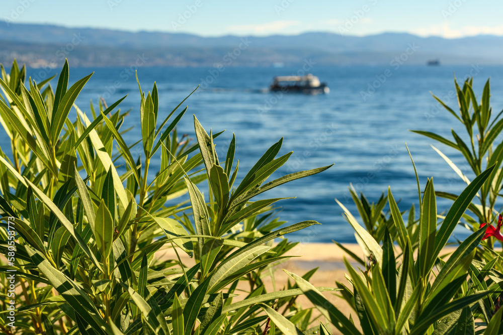Oleander (Nerium oleander) at Kvarner gulf in Croatia Stock Photo ...