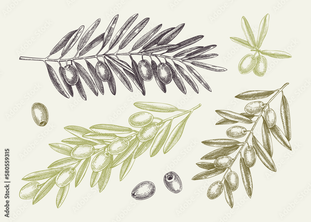 Hand drawn olive branch with leaves and fruit sketches collection in ...