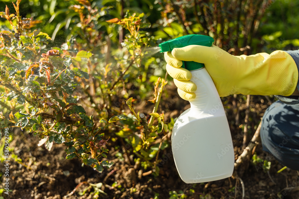 Treatment of roses from pests, aphids and fungi. Remedy for roses from ...