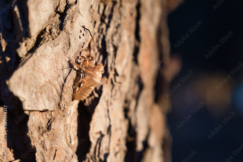 Exoskeleton of a cicada that has stuck to the trunk of a tree ...