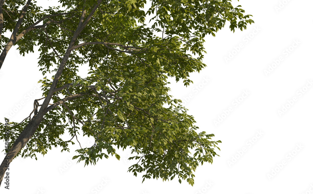 foreground tree branches on a transparent background Stock イラスト | Adobe ...