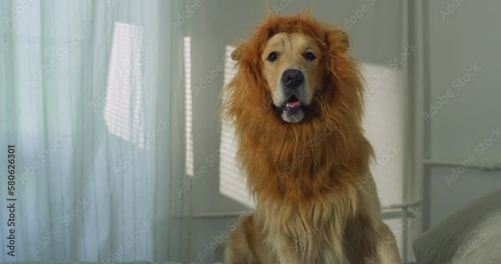 Funny Zoom-In Shot of a Cute Playful Golden Retriever Dog With a Lion ...