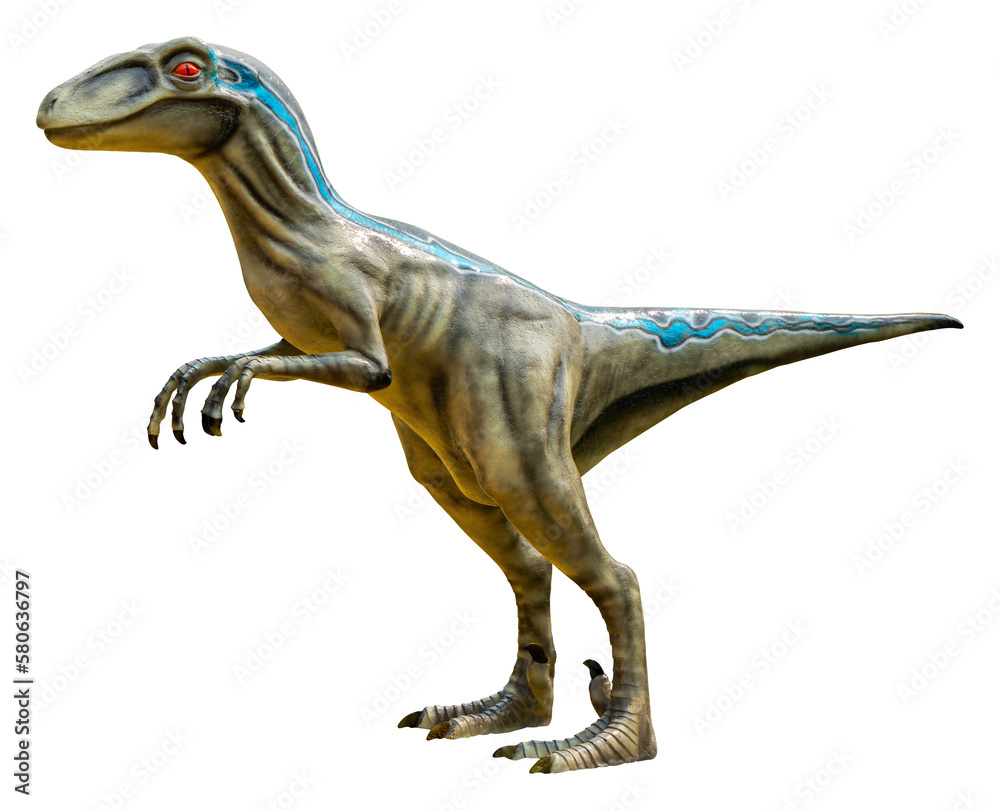 Velociraptor (Raptor) is a carnivore genus of small dromaeosaurid ...