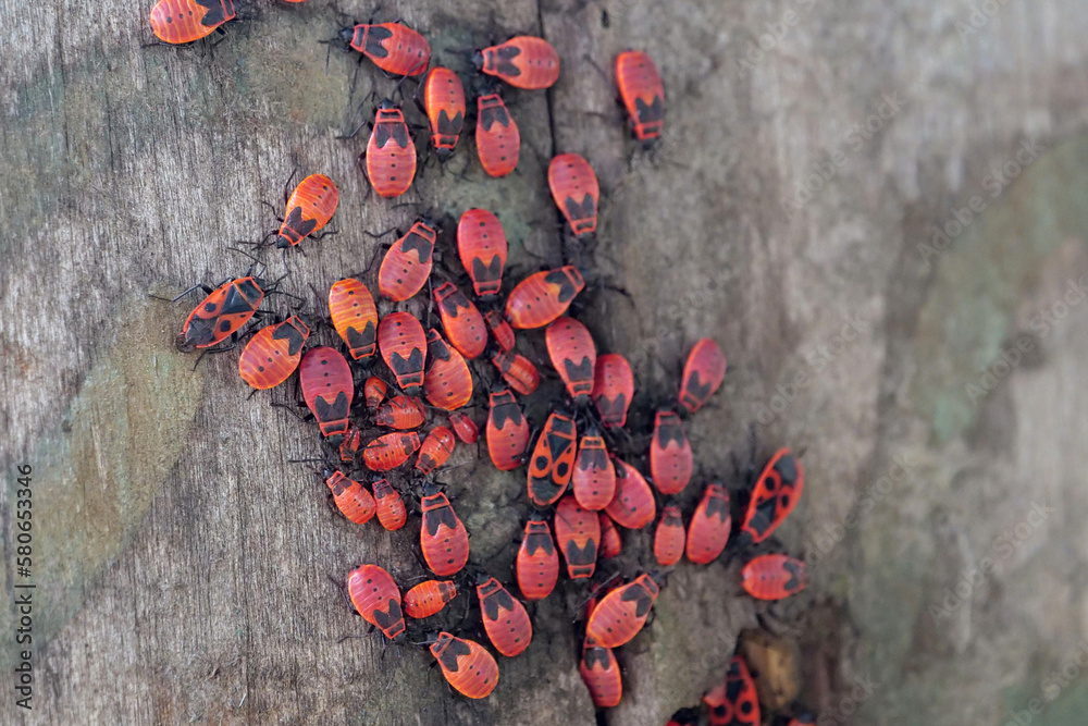 Firebugs, Pyrrhocoris apterus, is a common insect of family ...