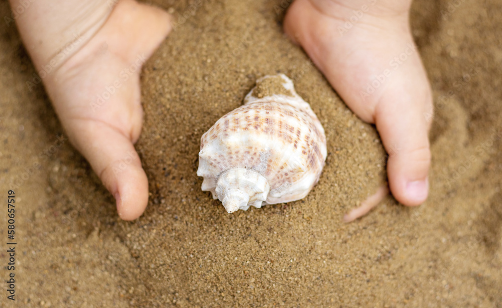 assorted mixed sea shells snail house on sands sunshine ocean ...