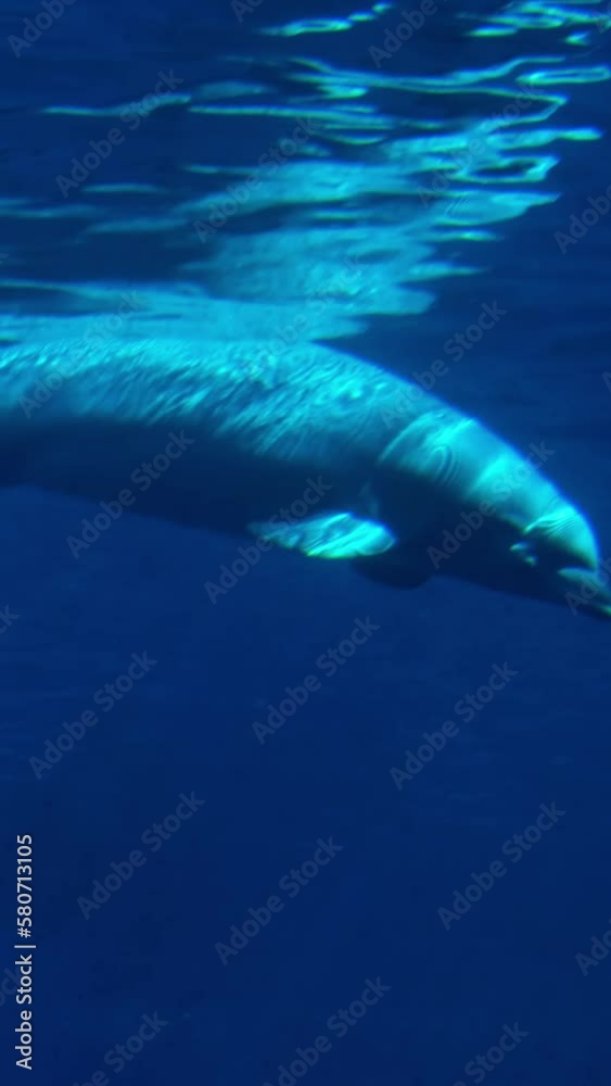 Vertical close-up of dolphins swimming in blue water. Silhouette of ...