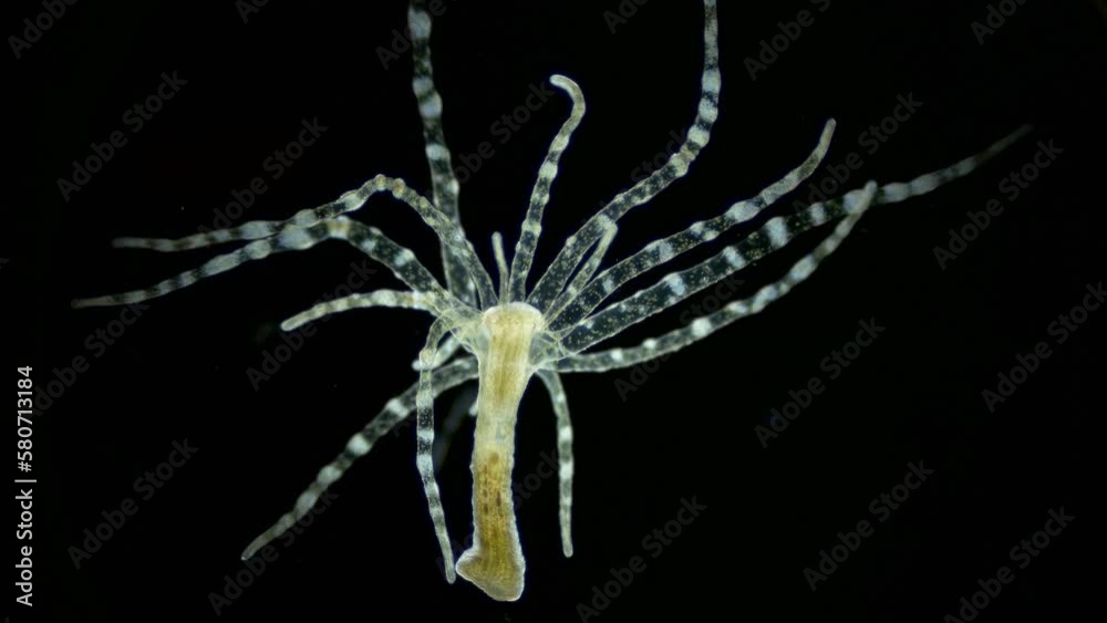 Stockvideon Adult larva of sea anemone Actiniaria under microscope ...