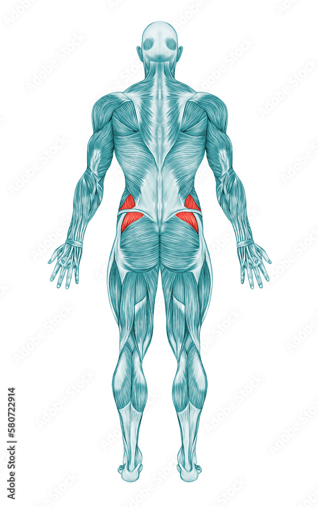Gluteus Medius Anatomy Muscles Stock Illustration | Adobe Stock