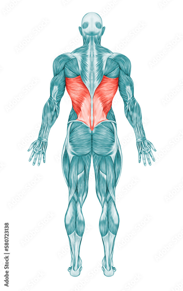 Latissimus Dorsi Anatomy Muscles Stock Illustration | Adobe Stock
