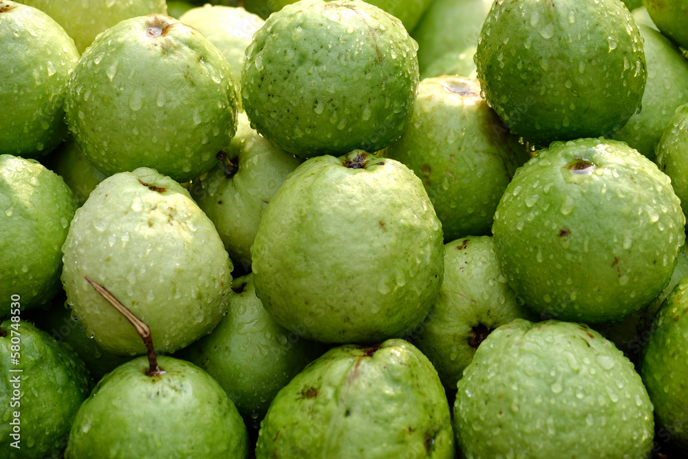 Organic guava fruit. green guava fruit hanging on tree in agriculture ...