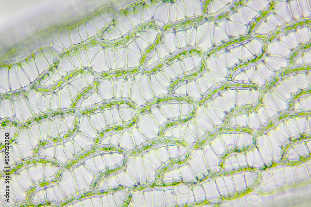 Microscopic view of peat moss (Sphagnum) leaf detail. Brightfield ...