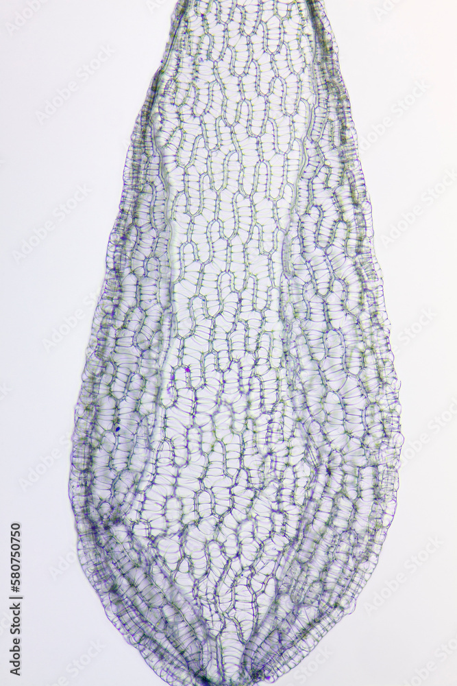 Sphagnum Moss Microscope