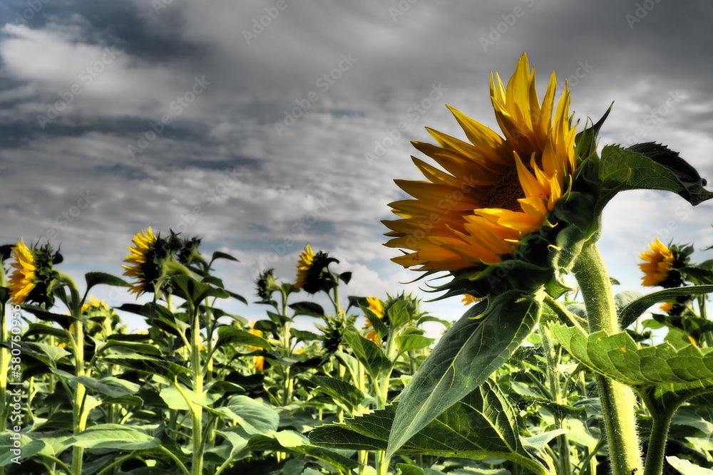 Foto de The Helianthus sunflower is a genus of plants in the Asteraceae ...