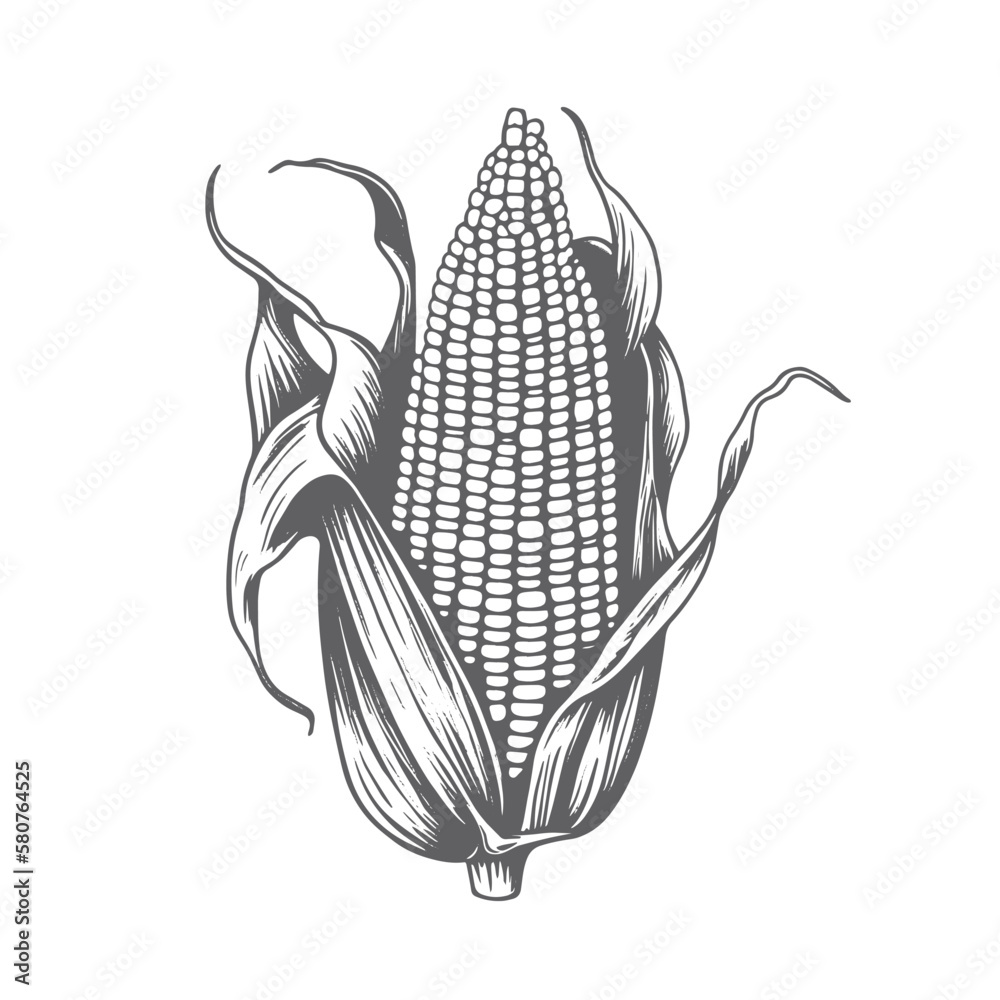 Cobs of corn, grains and cornlets. Ink sketch of maize isolated on ...