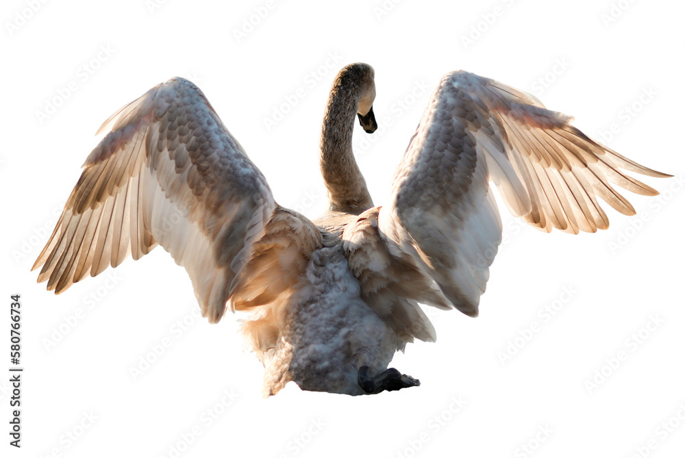White fly swan with spread wings in PNG isolated on transparent ...