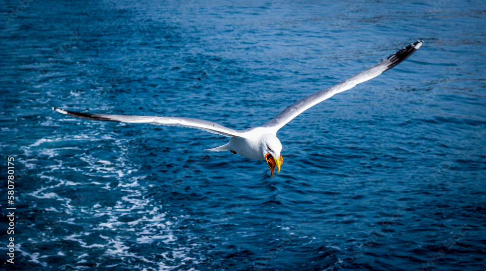 Seagulls flying behind the ferries in the Bosphorus Stock Photo | Adobe ...