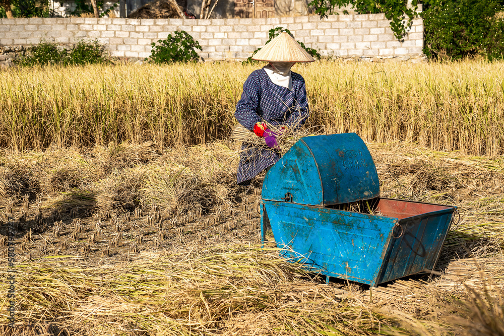 Northern Vietnam, country people harvesting and threshing rice plants ...