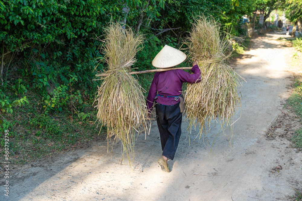 Northern Vietnam, country people harvesting and transportating rice ...