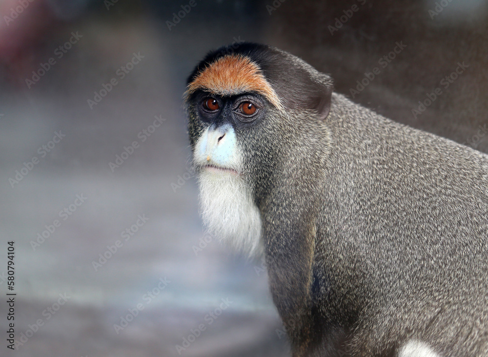 unusual, eyes, monkey tails, wild animals, africa, monkey, animal ...