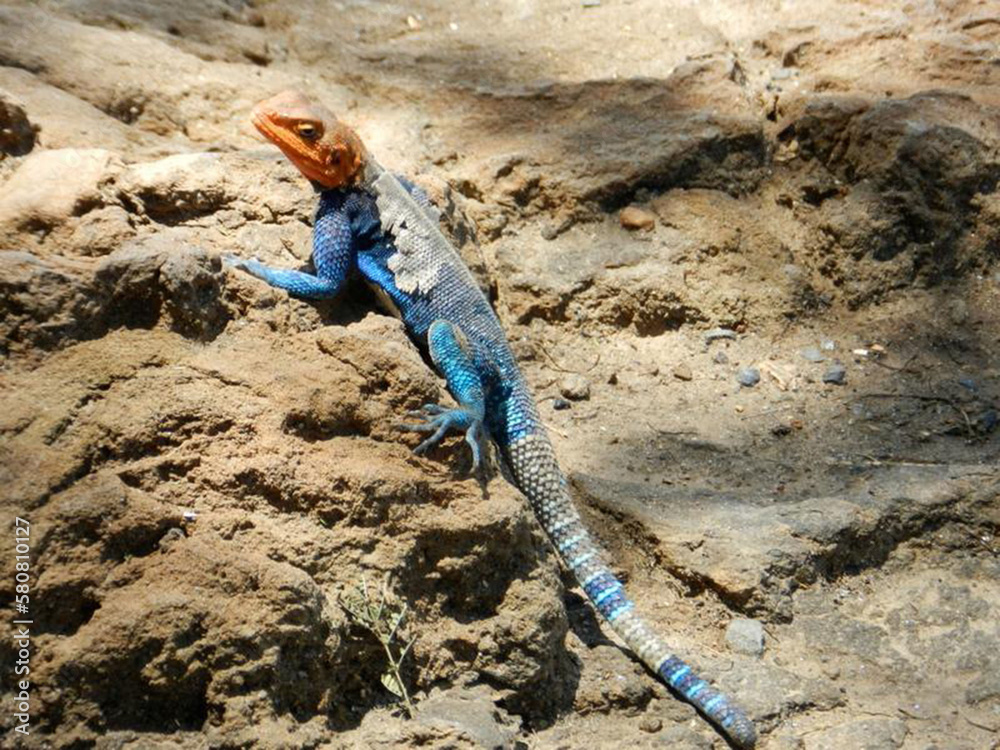 This image is of a colorful Lizard Species known as Agama Lionotus. It ...