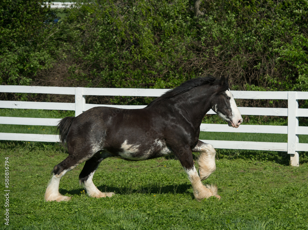 shire horse black with white socks white fetlocks and white blaze on ...