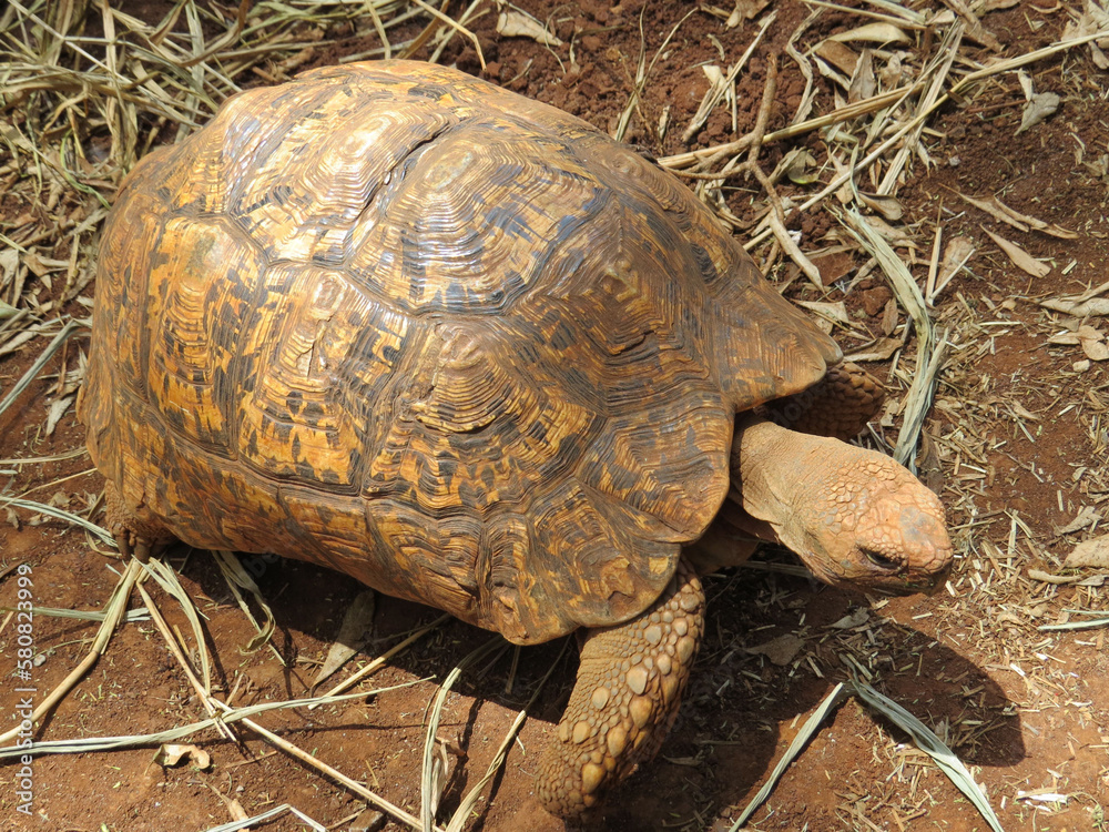 Giant tortoise enjoying the sun on its mud terrain. This wildlife ...
