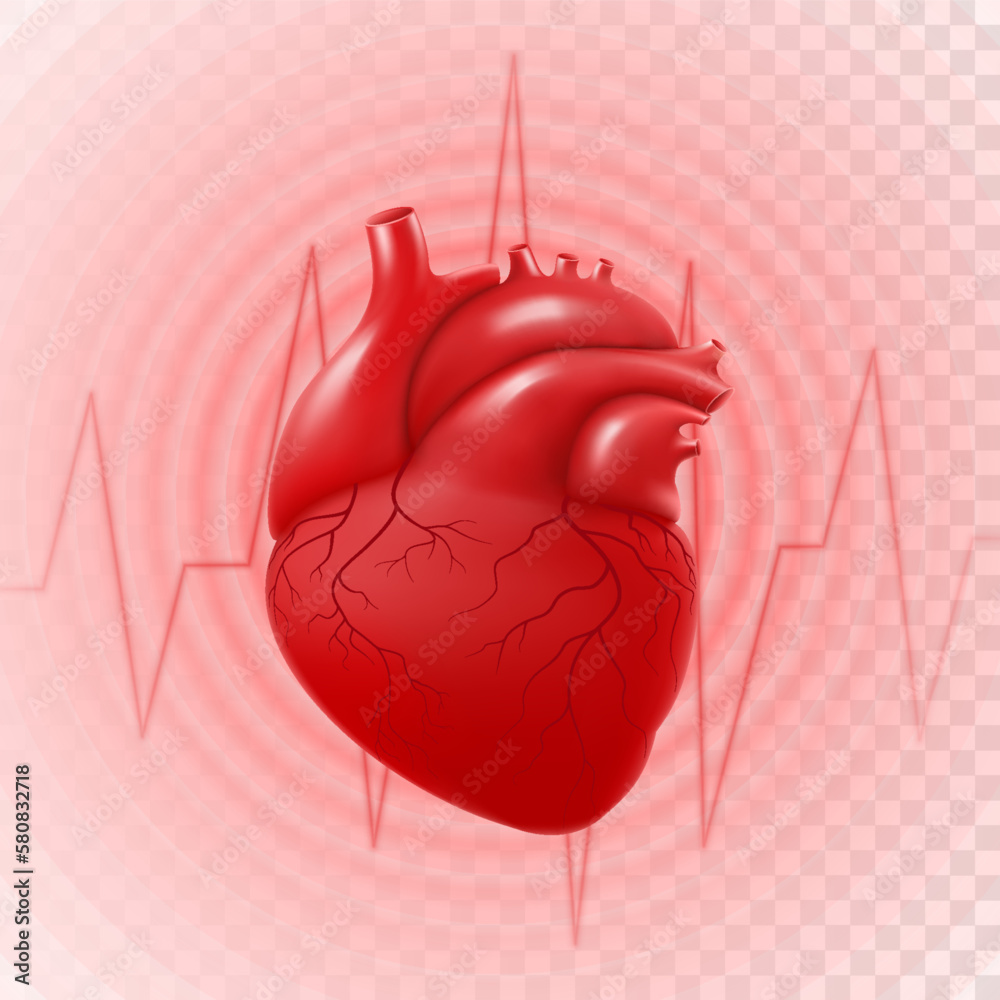 Human Heart And Heart Beat. 3d realistic vector isolated human heart ...