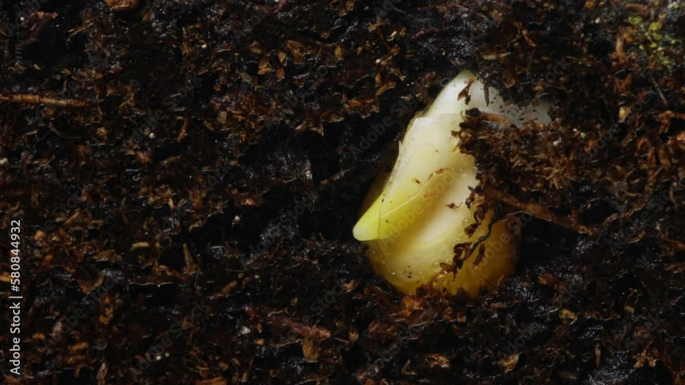 Corn seed is germinating and new green stem is appearing moving in soil ...