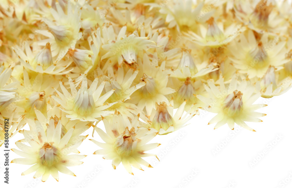 Bokul flower of Indian subcontinent Stock Photo | Adobe Stock