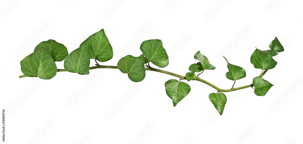 weave of ivy on transparent background Stock Photo | Adobe Stock
