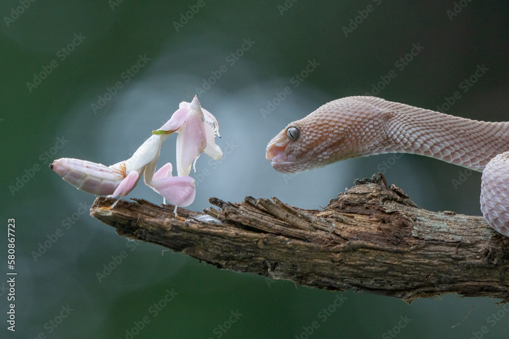 A pink mangrove pit viper Trimeresurus purpureomaculatus and a pink ...