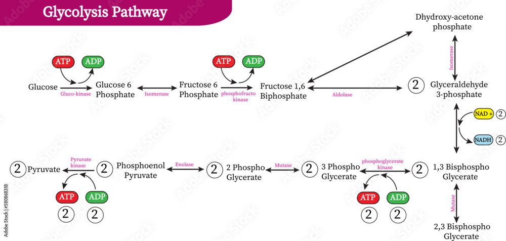 Glycolysis is the metabolic pathway that converts glucose (C6H12O6 ...