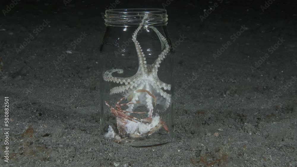 A coconut octopus (Amphioctopus marginatus) caught a crab at night ...