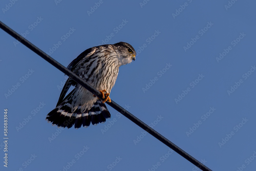 The Merlin (Falco columbarius), juvenile bird. Is a small species of ...
