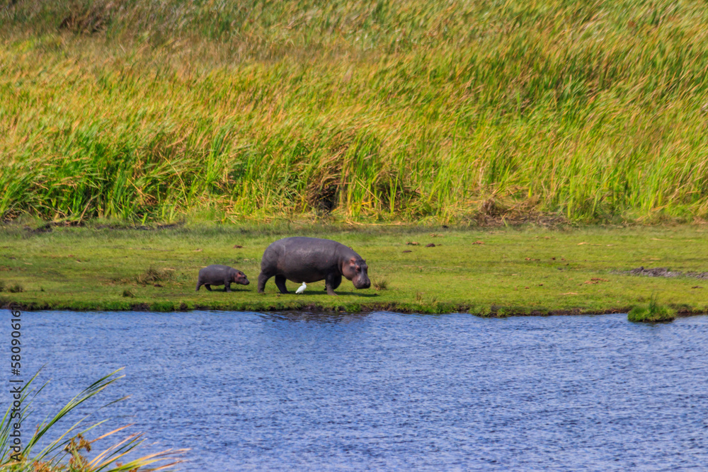 Mother and baby hippo (Hippopotamus amphibius) walking on a lakeshore ...